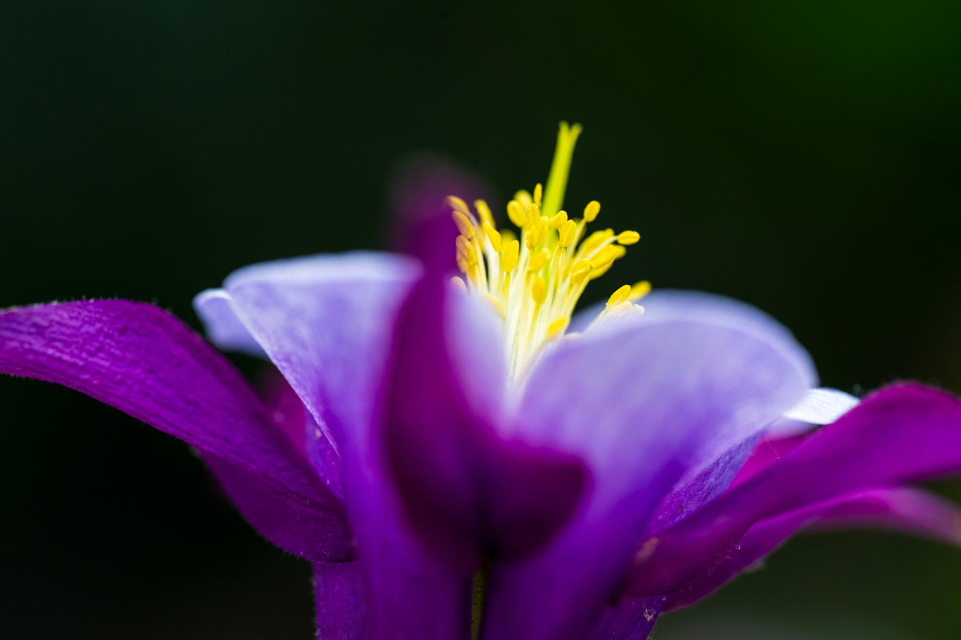 Purple haze - Northeastern Global News