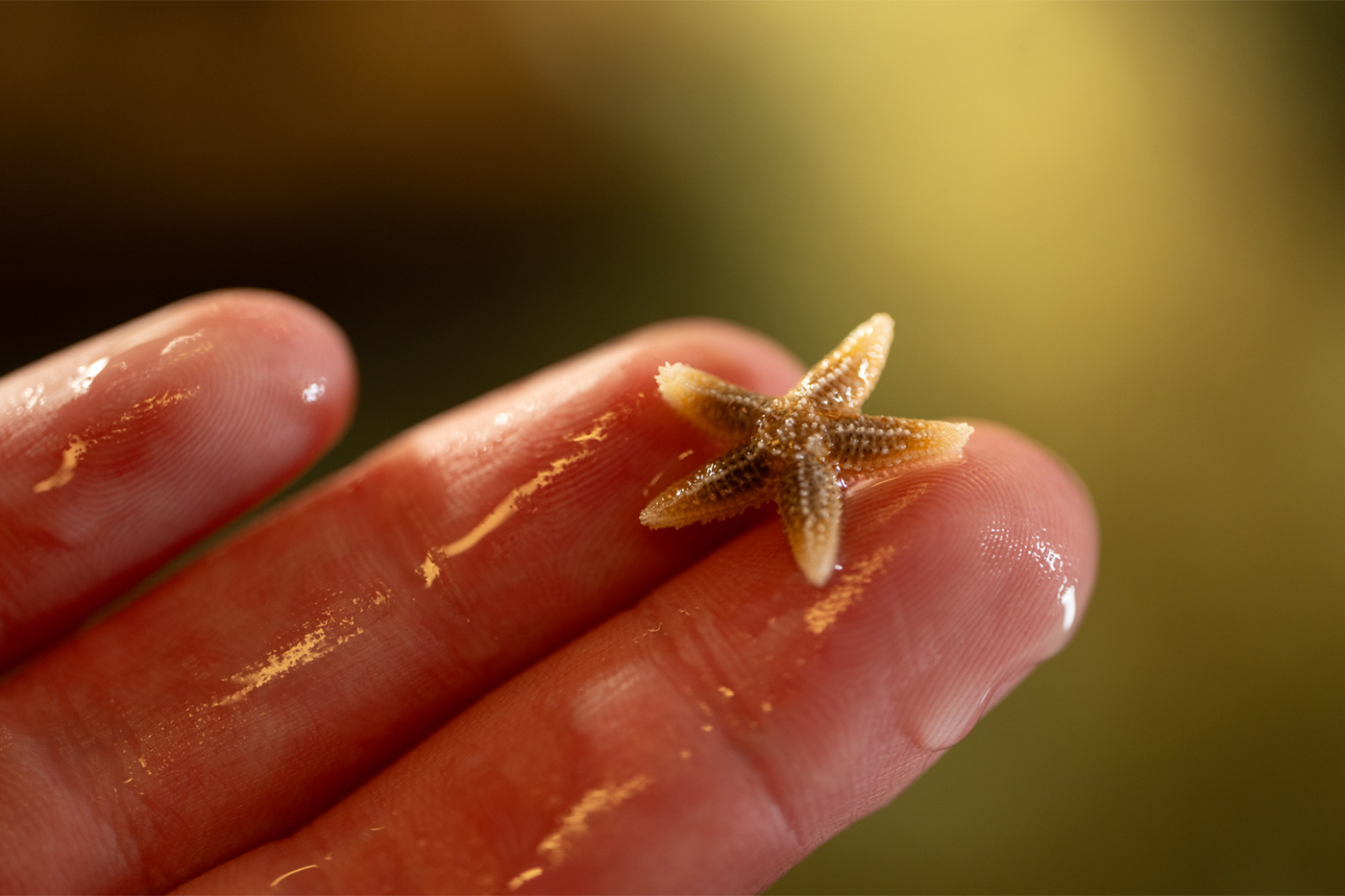 After a Decade of Death, Why Are Sea Stars Bouncing Back?